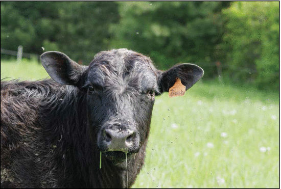 Regenerative Agriculture and Sustainable Stewardship - IEEE Technology ...
